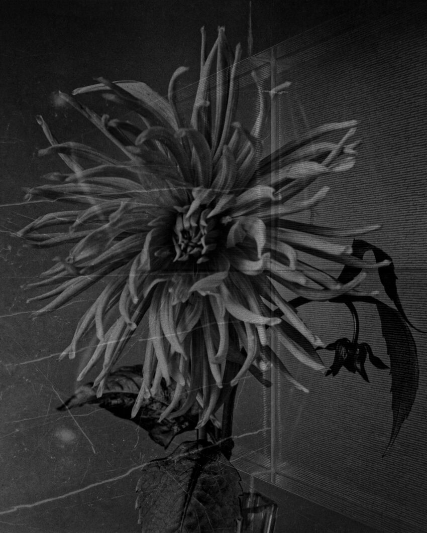 FOMU | FOMU Antwerpen | Home